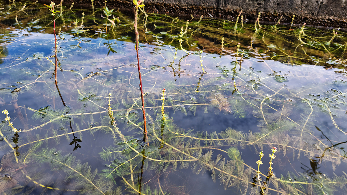 ACOE draws down Dewey Lake to fight invasive hydrilla - The Mountain Citizen