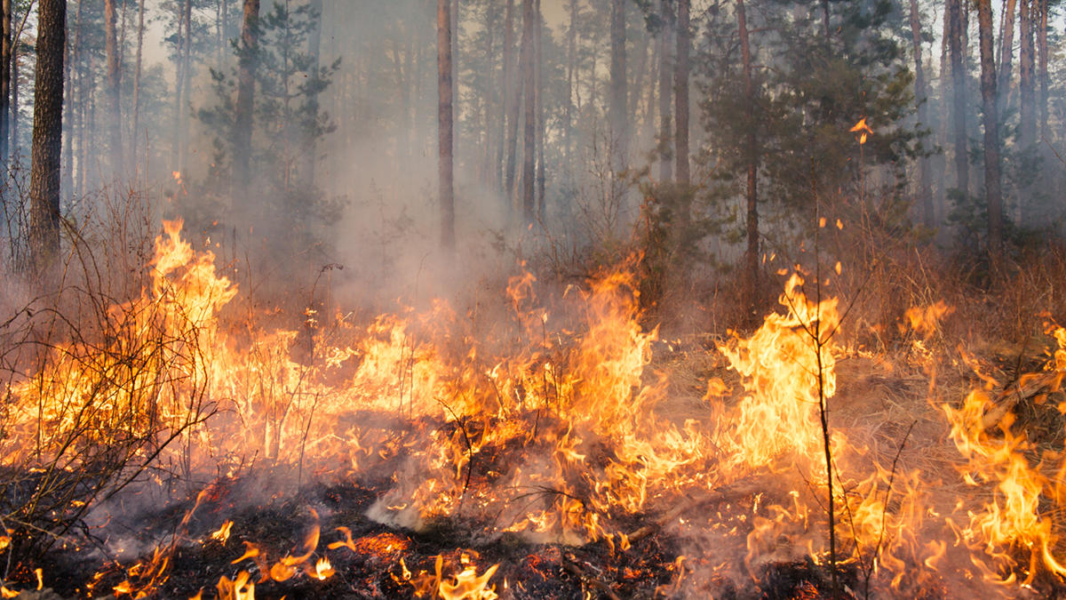 Fall wildfire hazard season begins Oct. 1 - The Mountain Citizen