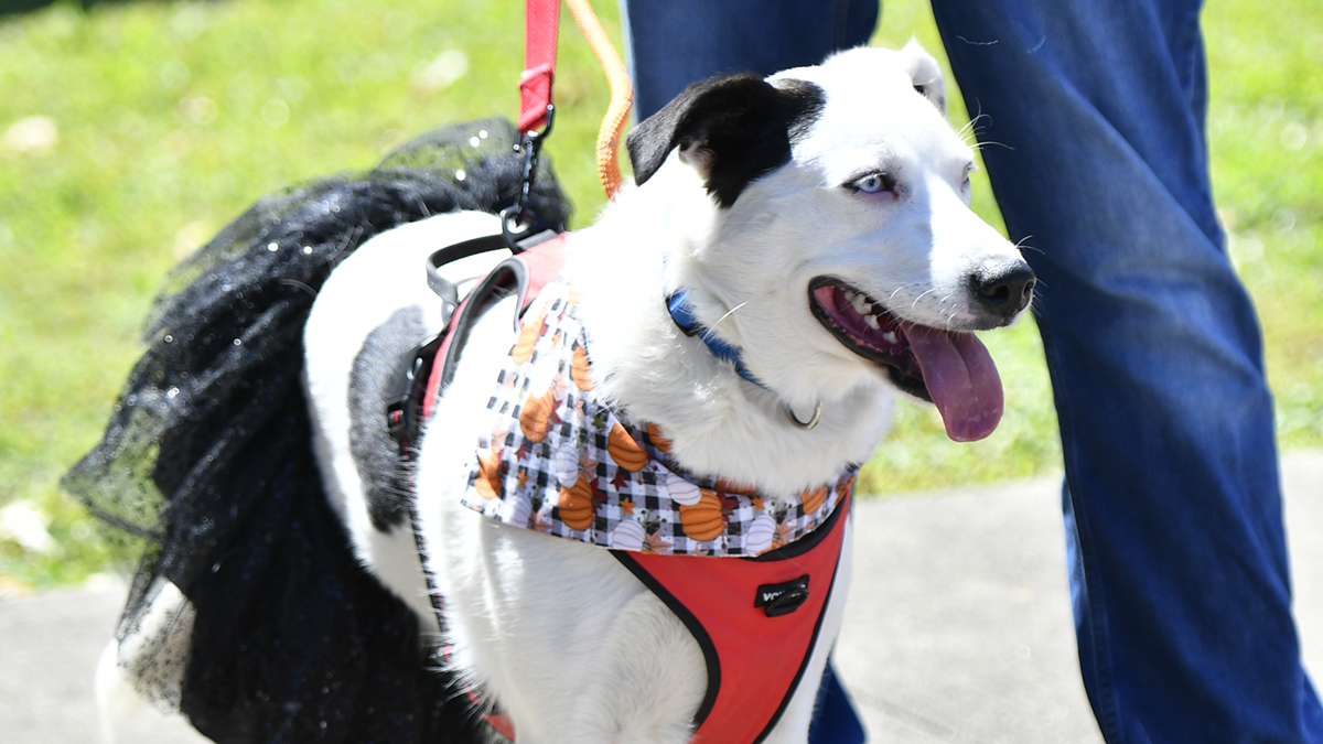 Furry friends steal the spotlight at 4-H Pet Show - The Mountain Citizen