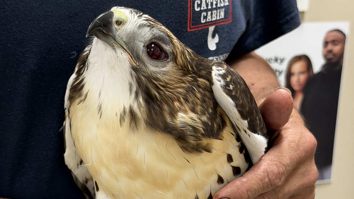 Rescued falcon gets second chance - The Mountain Citizen